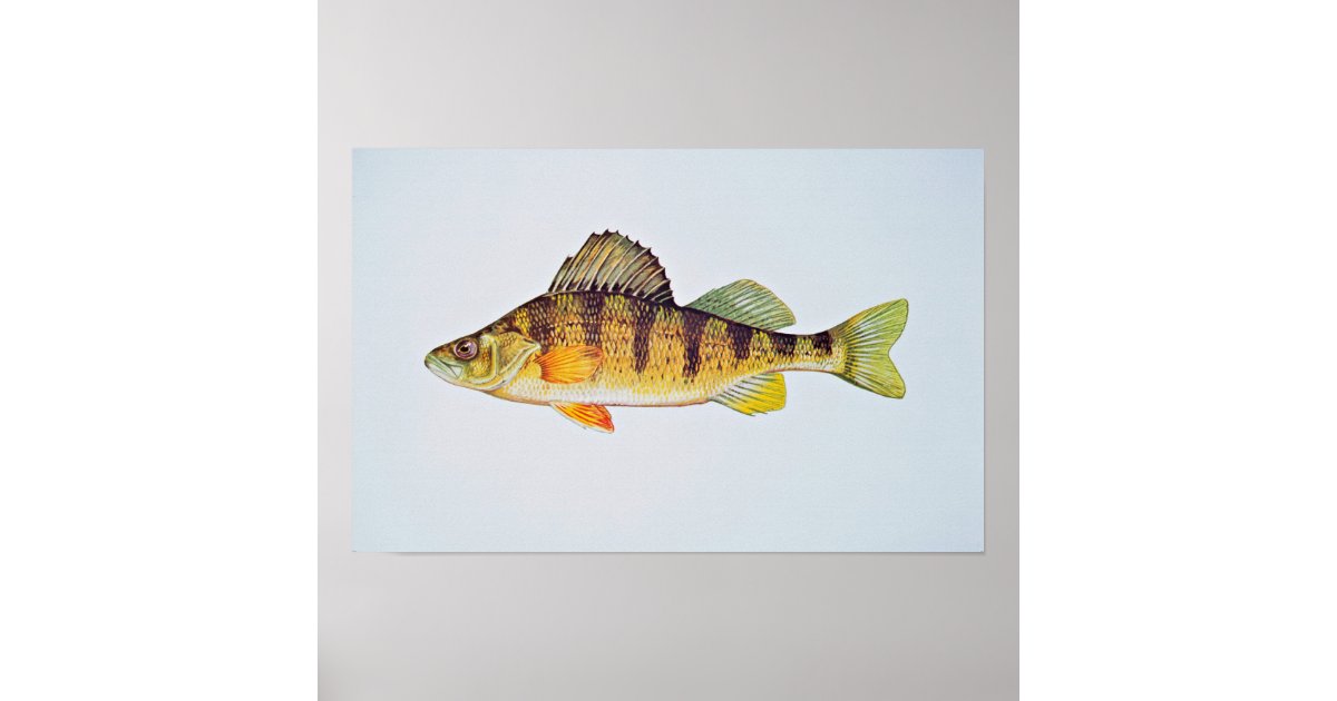 Yellow perch poster | Zazzle