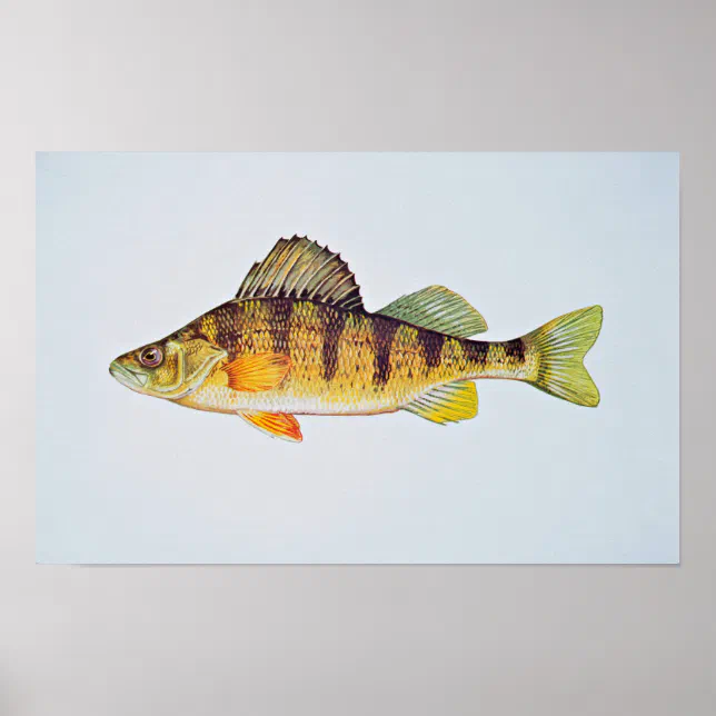 Yellow perch poster | Zazzle