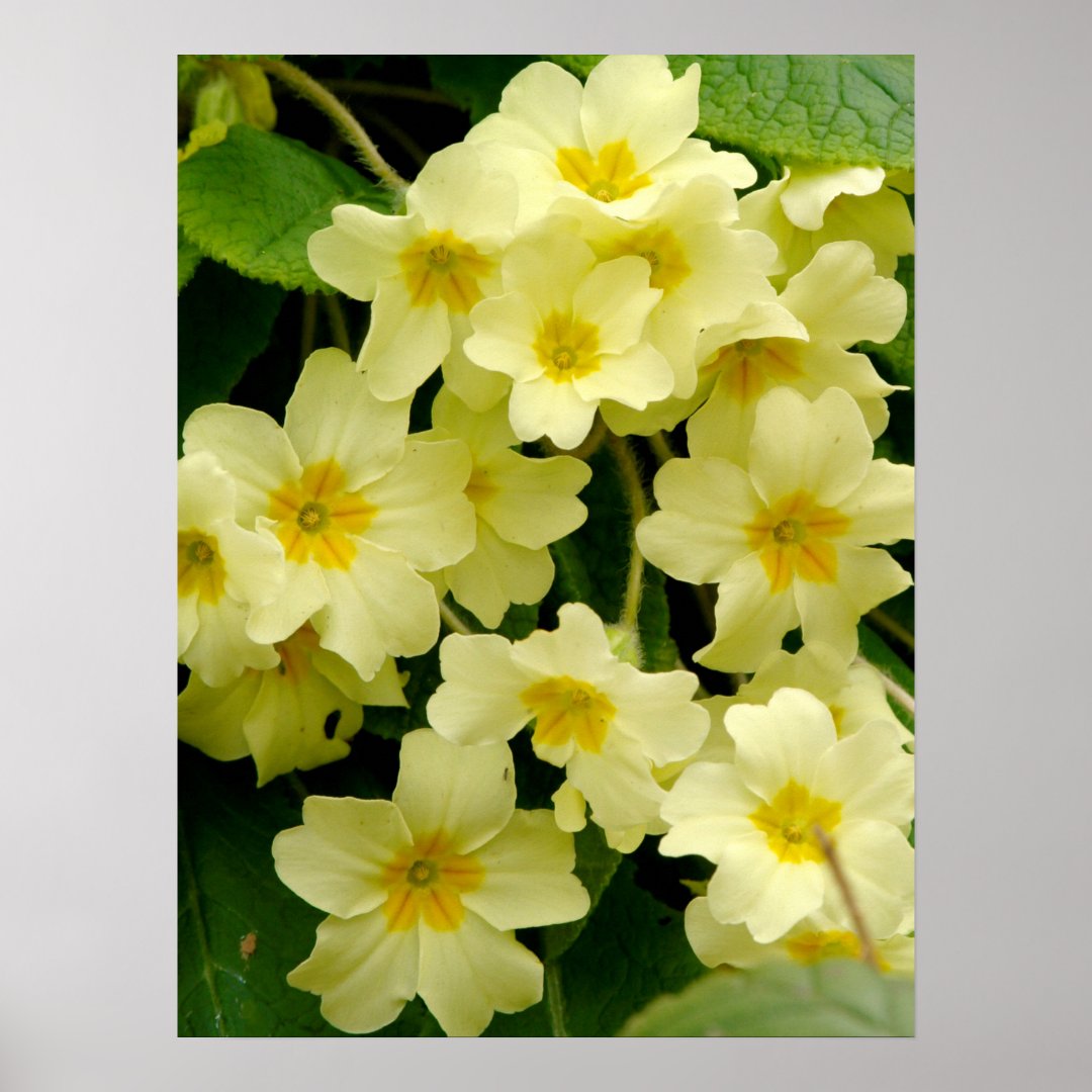 Yellow Primula/Primrose Flower Print/Poster Poster | Zazzle