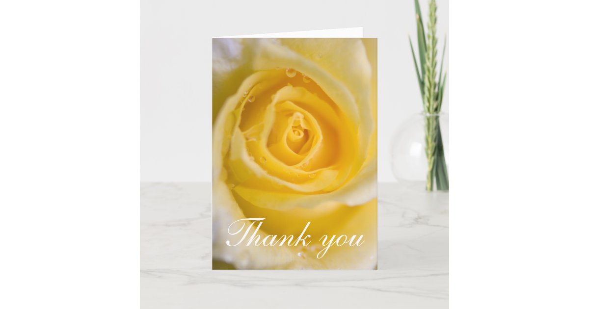 Yellow rose ... card | Zazzle