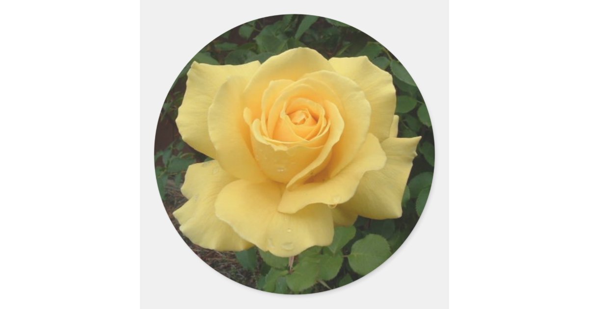 Yellow Rose Classic Round Sticker | Zazzle