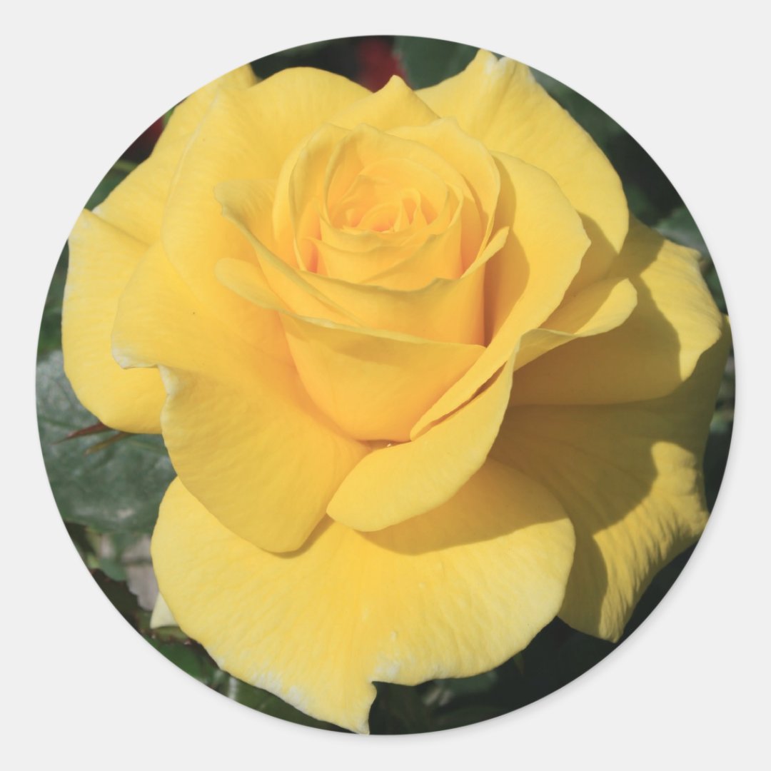 Yellow Rose Flower Sticker | Zazzle