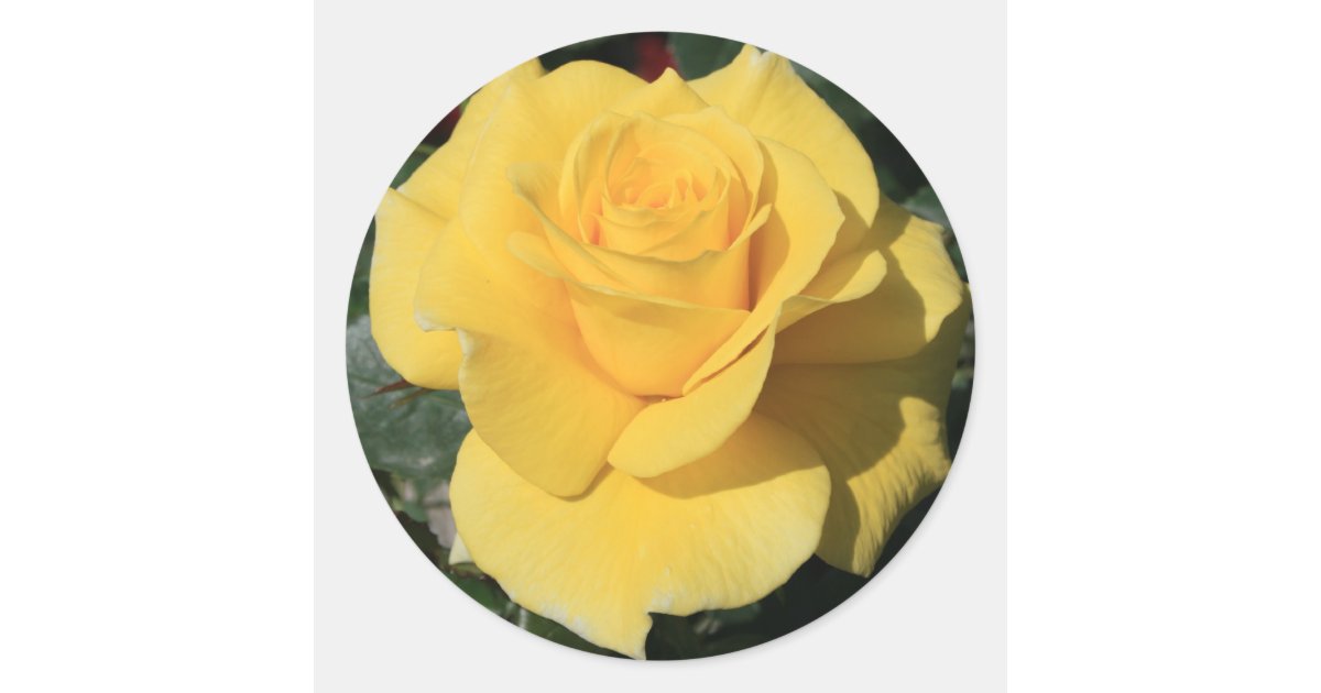 Yellow Rose Flower Sticker | Zazzle