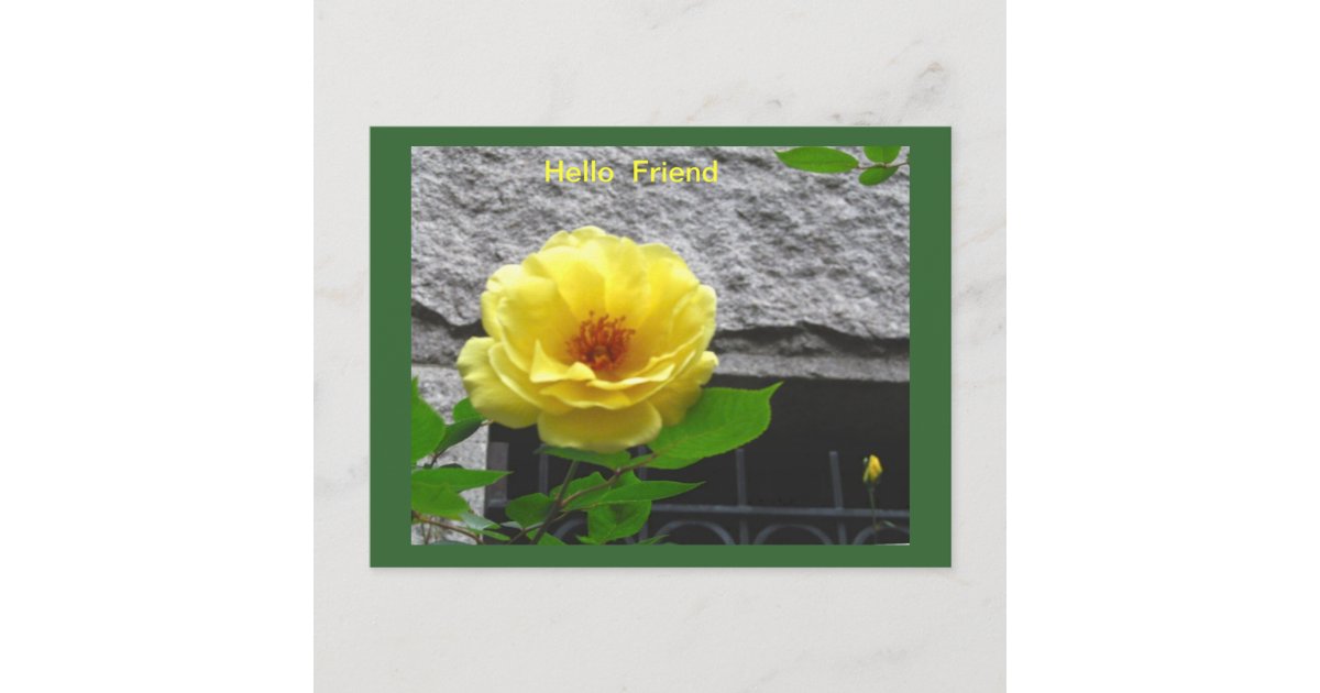 YELLOW ROSE FRIENDSHIP POSTCARD | Zazzle