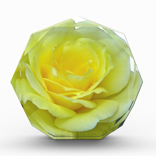 YELLOW ROSE, OF TEXAS? AWARD | Zazzle.com