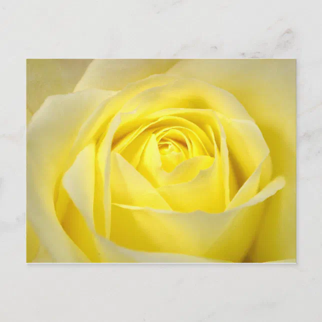 Yellow Rose Postcard | Zazzle