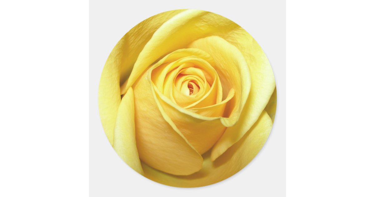 yellow rose sticker | Zazzle