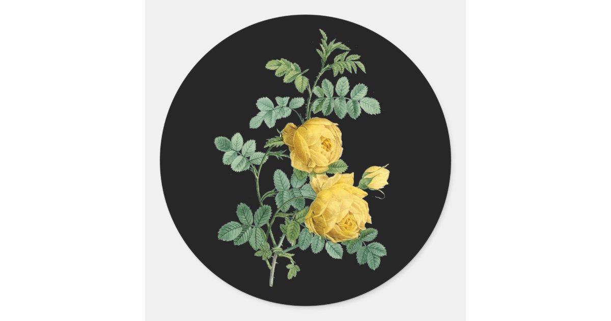 Yellow Rose vintage botanical illustration Classic Round Sticker | Zazzle