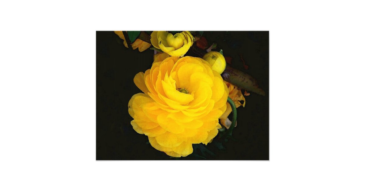 Yellow Roses Photography Photo Print | Zazzle.com