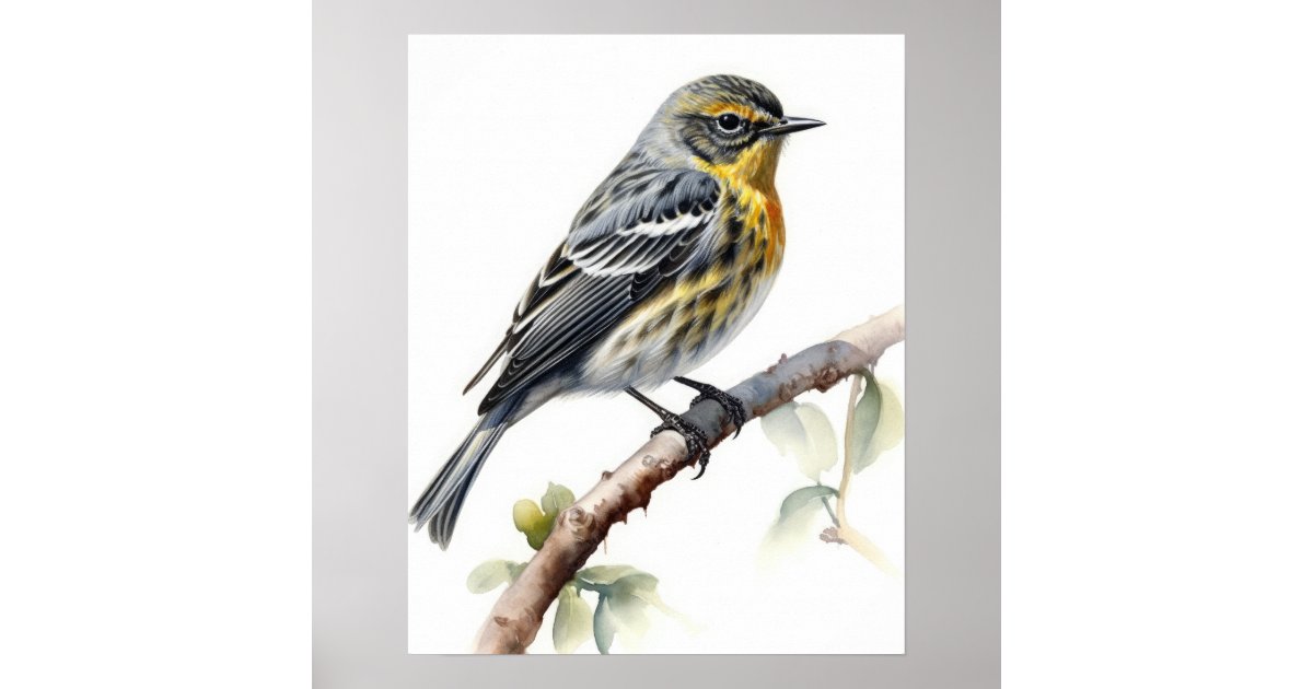 Yellow Rumped Warbler Bird Art Print Poster | Zazzle