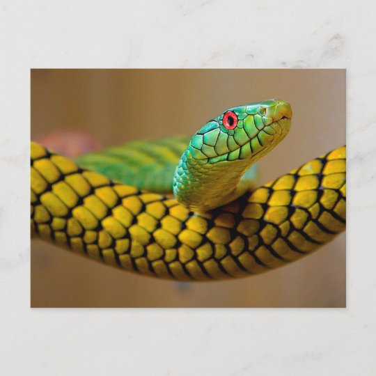 Yellow Snake Red eyes Postcard | Zazzle.com