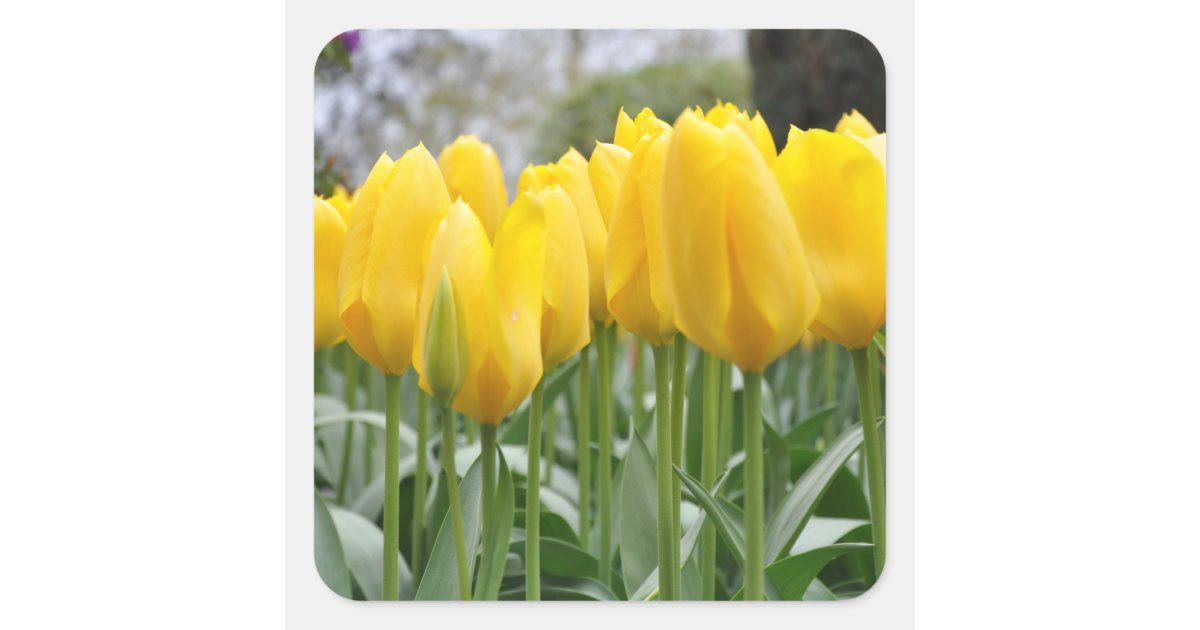 Yellow spring tulips square sticker | Zazzle