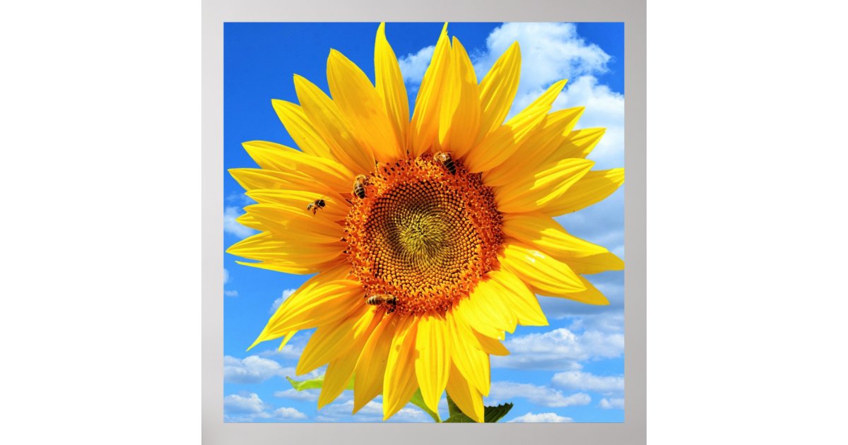 Yellow Sunflower and Bees on Blue Sky - Summer Day Poster | Zazzle