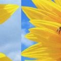 Yellow Sunflower and Bees Wallpaper | Zazzle