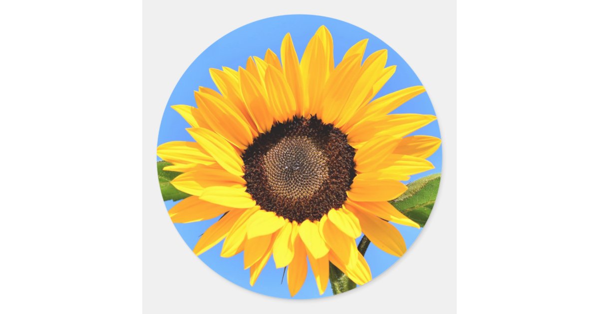 Yellow Sunflower Sticker Blue Sky | Zazzle