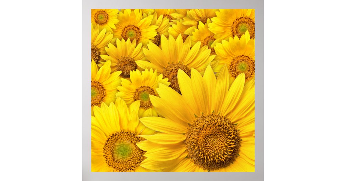Yellow Sunflowers Poster | Zazzle