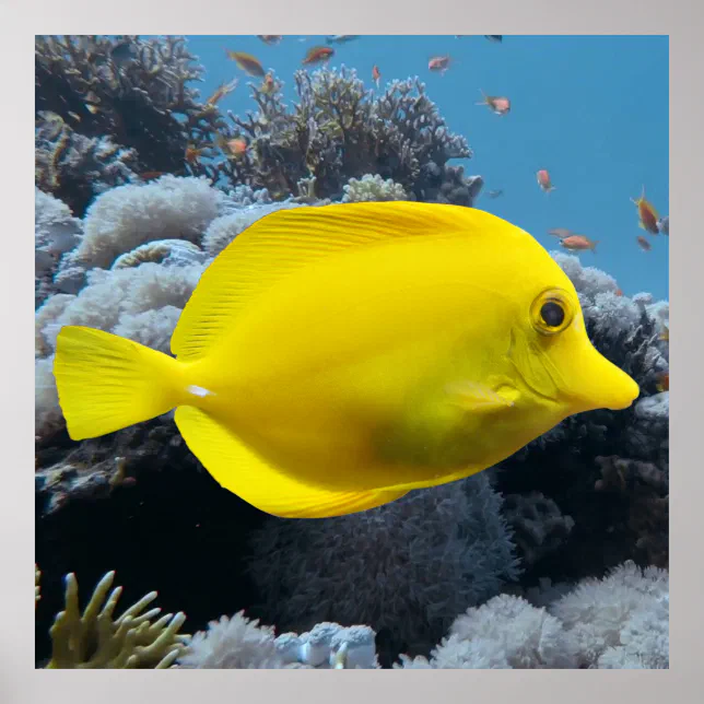Yellow Tang Poster | Zazzle