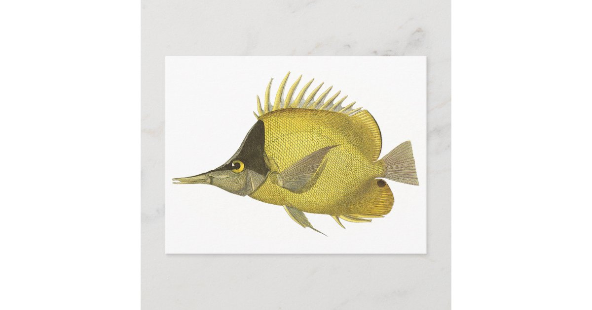 Yellow Tropical Chelmon Longirostris, Vintage Fish Postcard | Zazzle