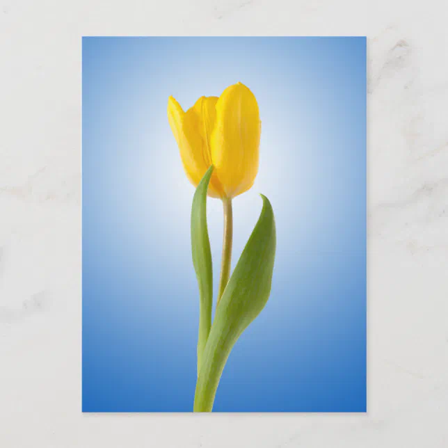 Yellow Tulip Minimal Floral Nature Photo Poster Postcard | Zazzle