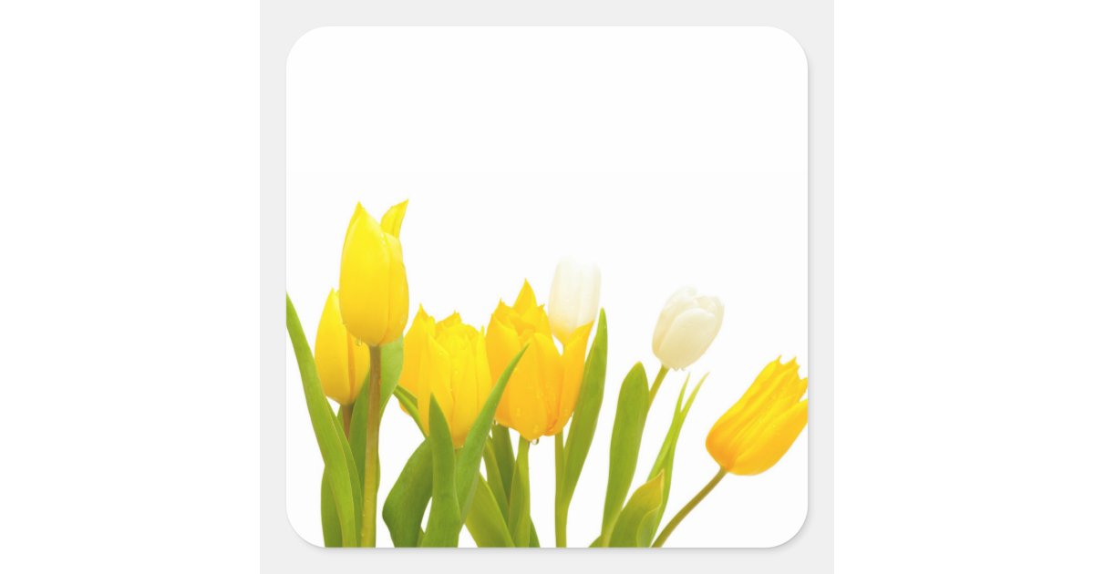 Yellow tulips square sticker | Zazzle