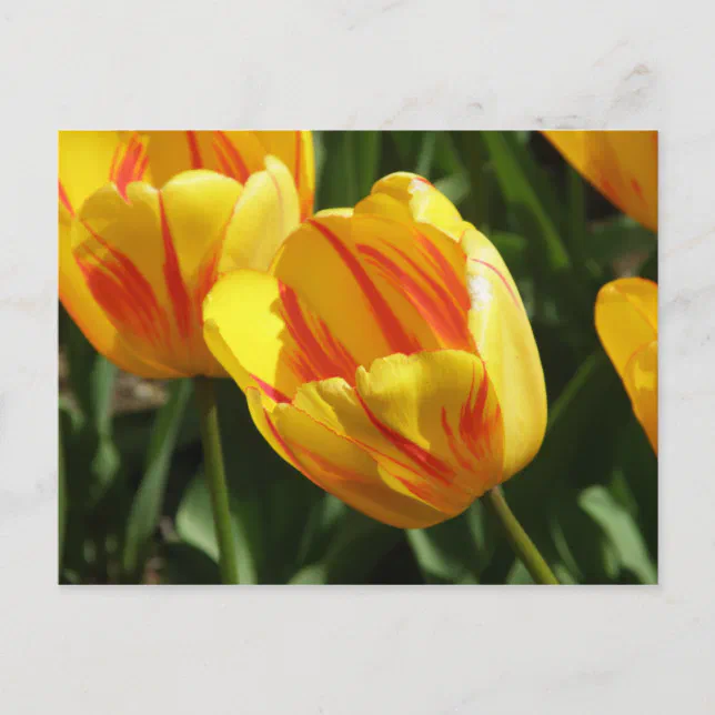 Yellow Variegated Tulip Postcard | Zazzle