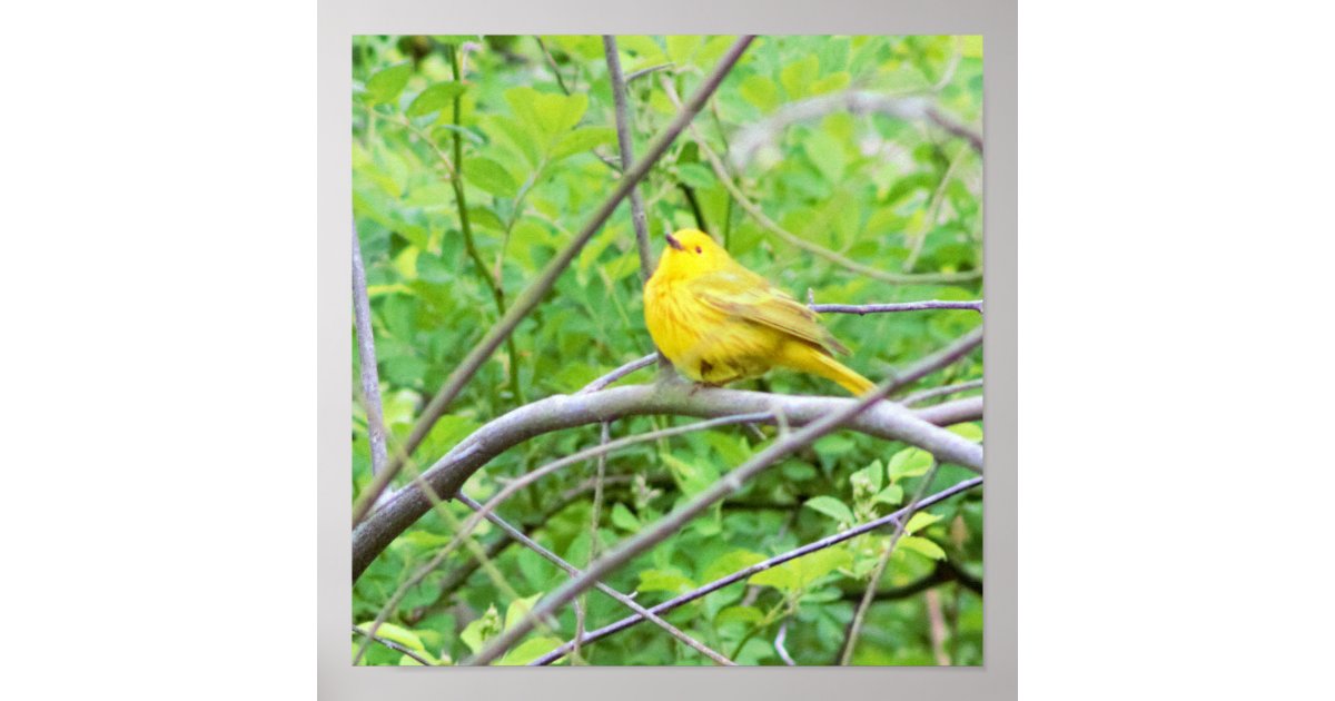 Yellow Warbler Bird in Tree Poster | Zazzle