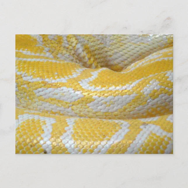 YELLOW WHITE BOA SNAKE SKIN TEXTURES REPTILES PATT POSTCARD | Zazzle