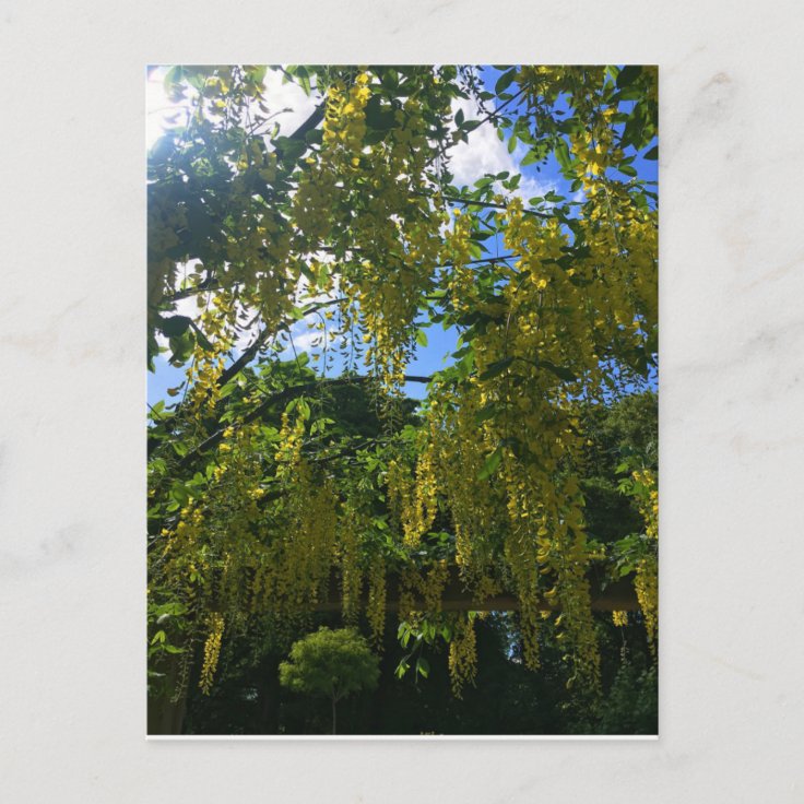 Yellow Wisteria Postcard | Zazzle