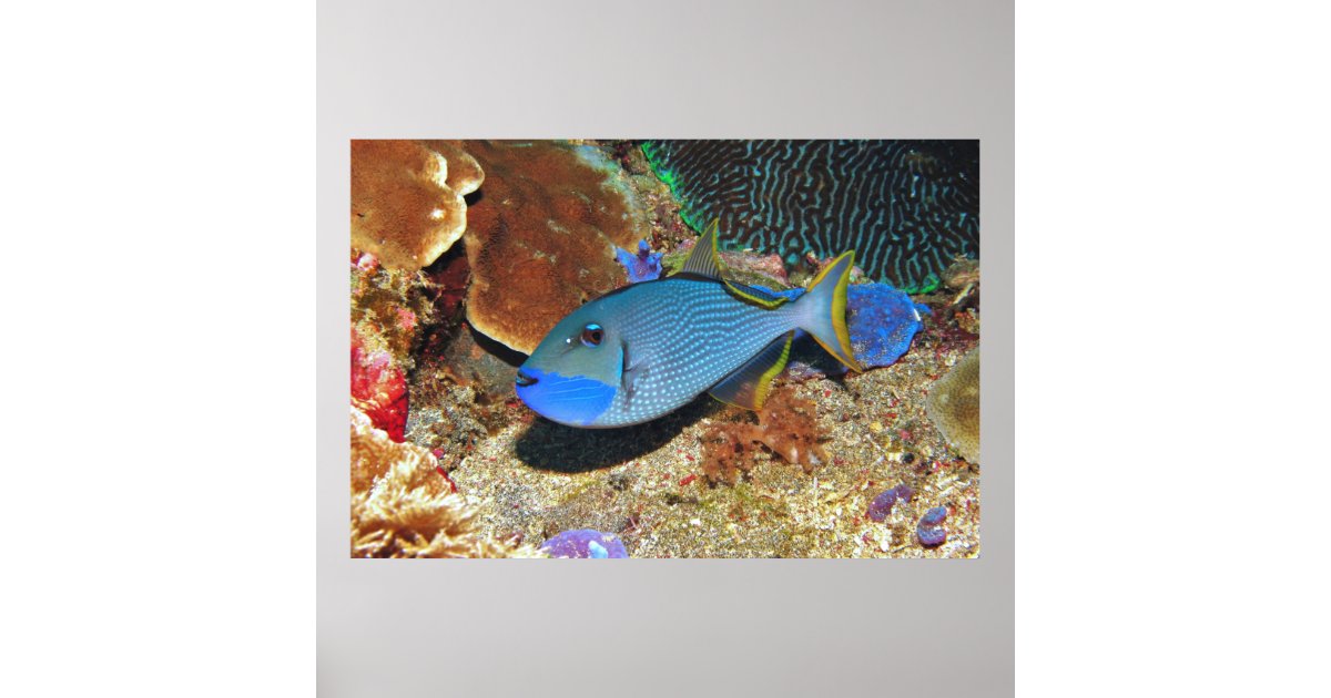 Yellowfin Triggerfish Poster | Zazzle