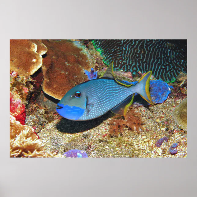 Yellowfin Triggerfish Poster | Zazzle