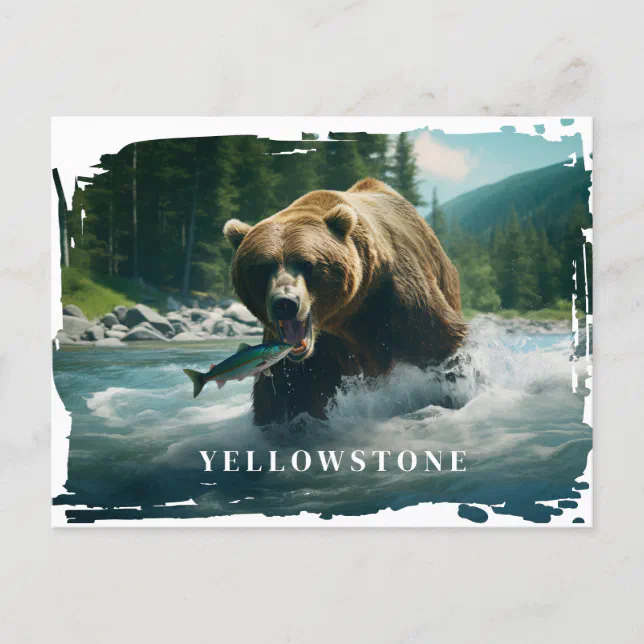 Yellowstone Bear Postcard | Zazzle
