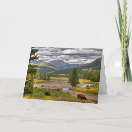 Yellowstone Bison Card | Zazzle.com