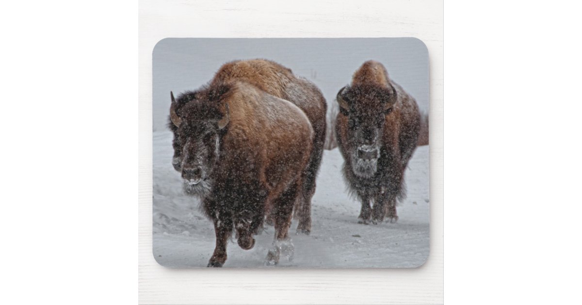 Yellowstone Bison Mouse Pad | Zazzle
