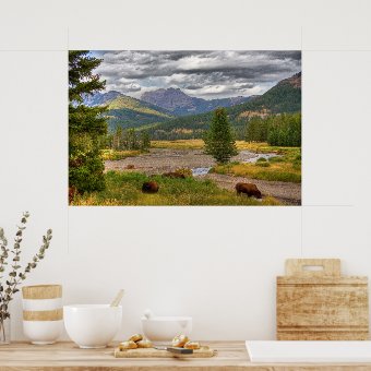 Yellowstone Bison Poster | Zazzle