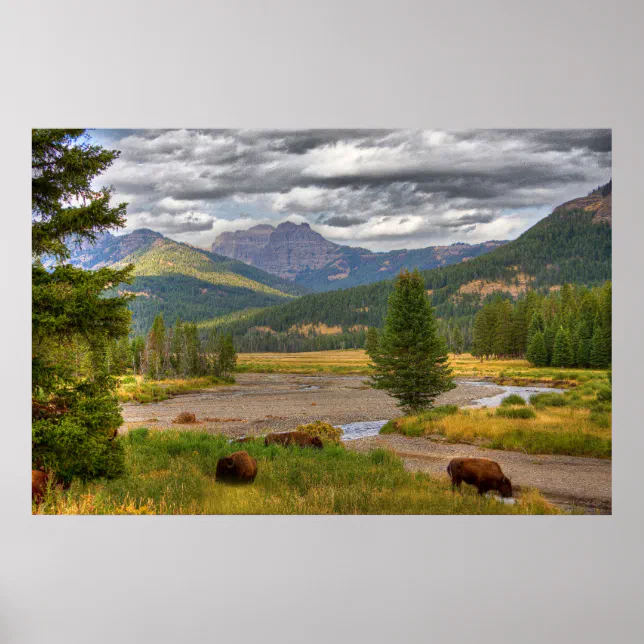Yellowstone Bison Poster | Zazzle