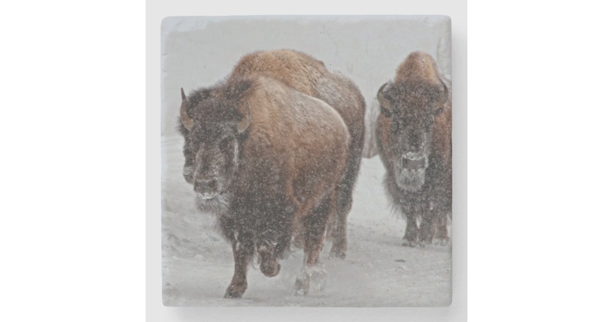 Yellowstone Bison Stone Coaster | Zazzle