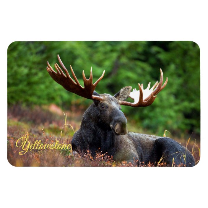 Yellowstone Magnet-Moose Magnet | Zazzle.com
