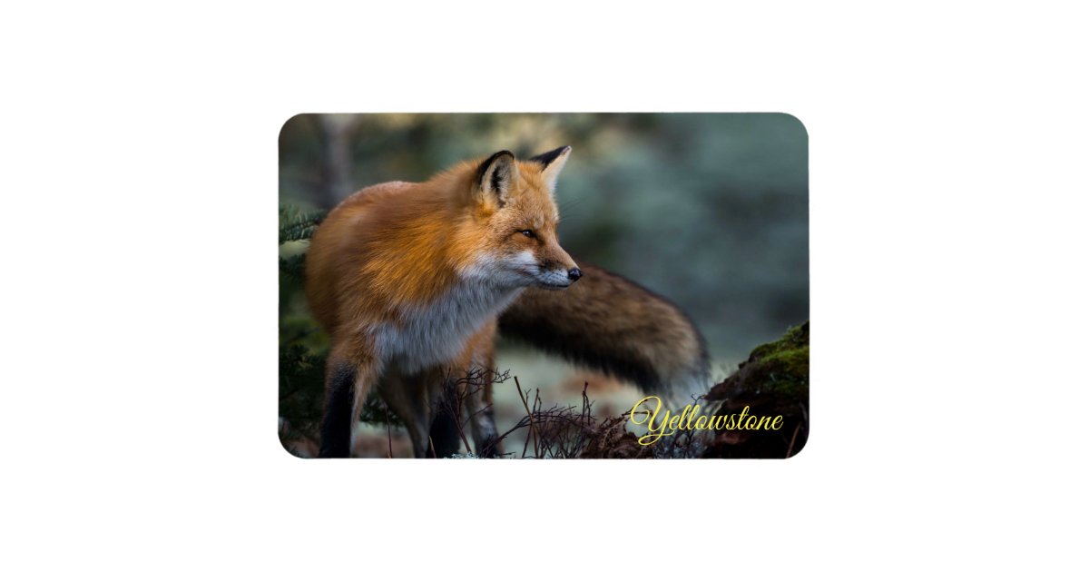 Yellowstone Magnet-Red Fox Magnet | Zazzle