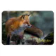 Yellowstone Magnet-Red Fox Magnet | Zazzle
