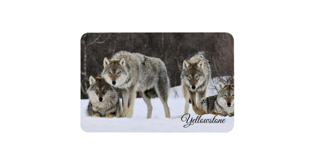 Yellowstone Magnet-Wolves Magnet | Zazzle
