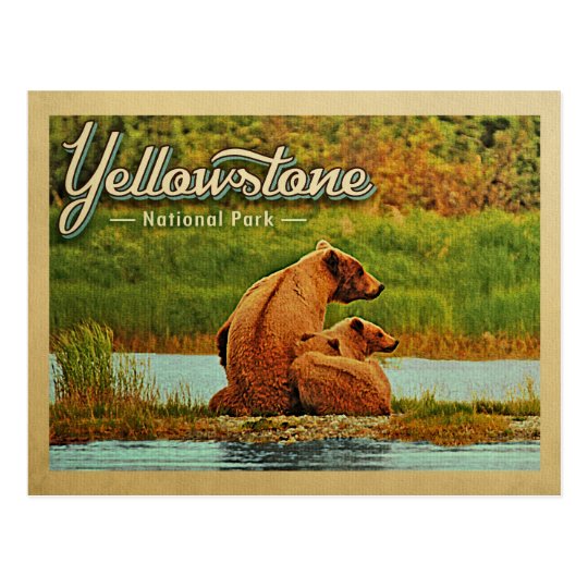 Yellowstone National Park Bears Vintage Postcard | Zazzle.com