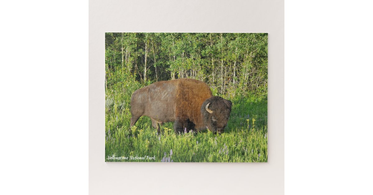 Yellowstone National Park Bison Jigsaw Puzzle | Zazzle