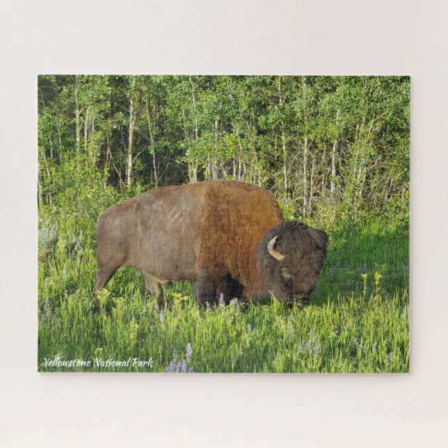 Yellowstone National Park Bison Jigsaw Puzzle | Zazzle