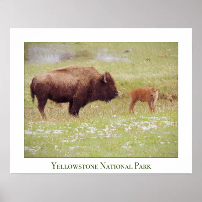 Yellowstone National Park Poster with Bison & Calf | Zazzle