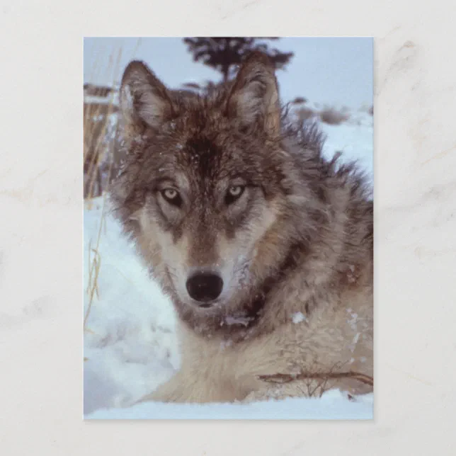 Yellowstone Wolf Postcard | Zazzle