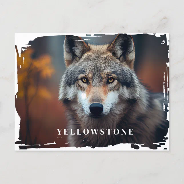 Yellowstone Wolf Postcard | Zazzle
