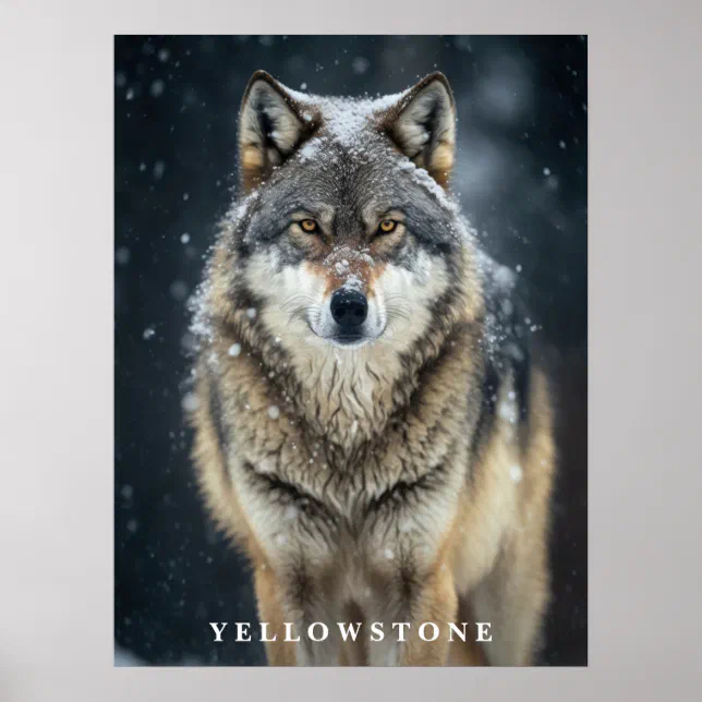 Yellowstone Wolf Poster | Zazzle
