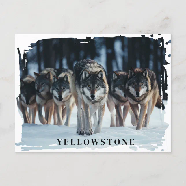Yellowstone Wolves Postcard | Zazzle
