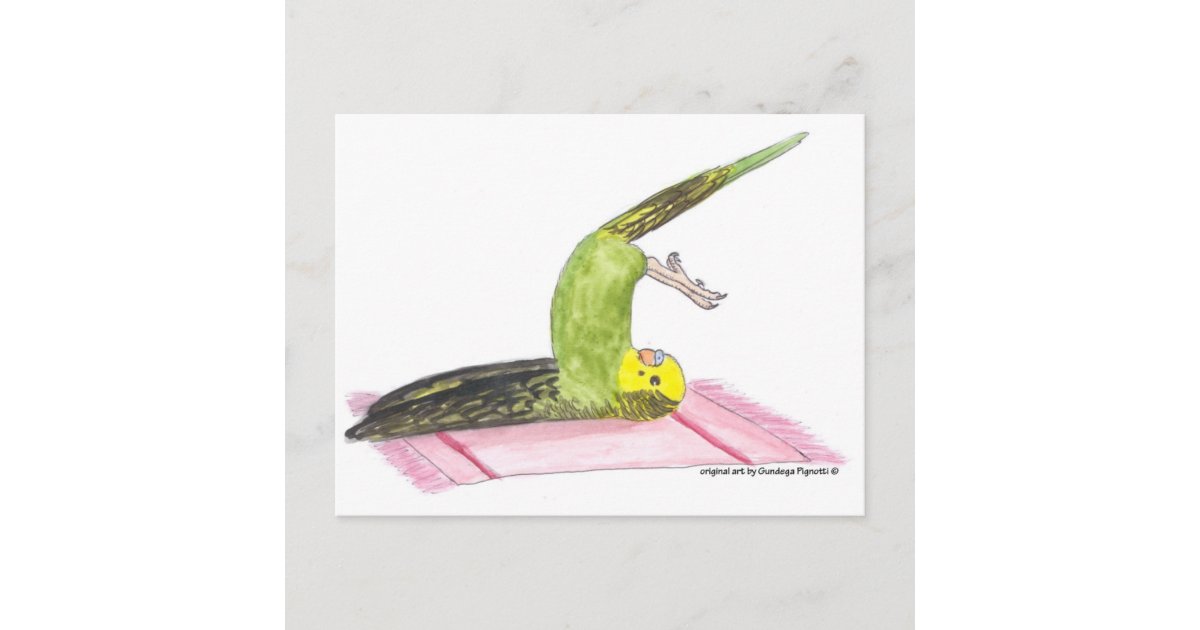 Yoga Parakeet Plow pose Postcard | Zazzle