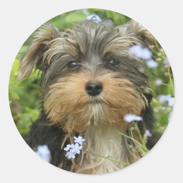 York Terrier Sticker | Zazzle